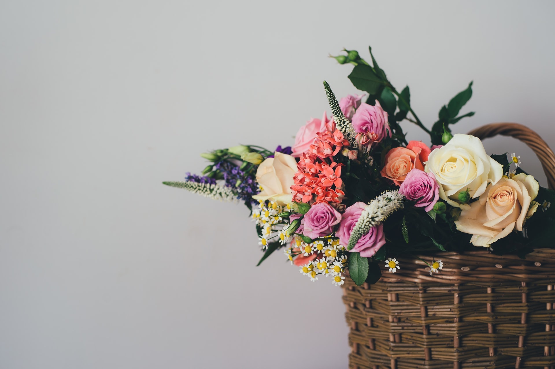 Flower industry - Mundus Aer Ltd